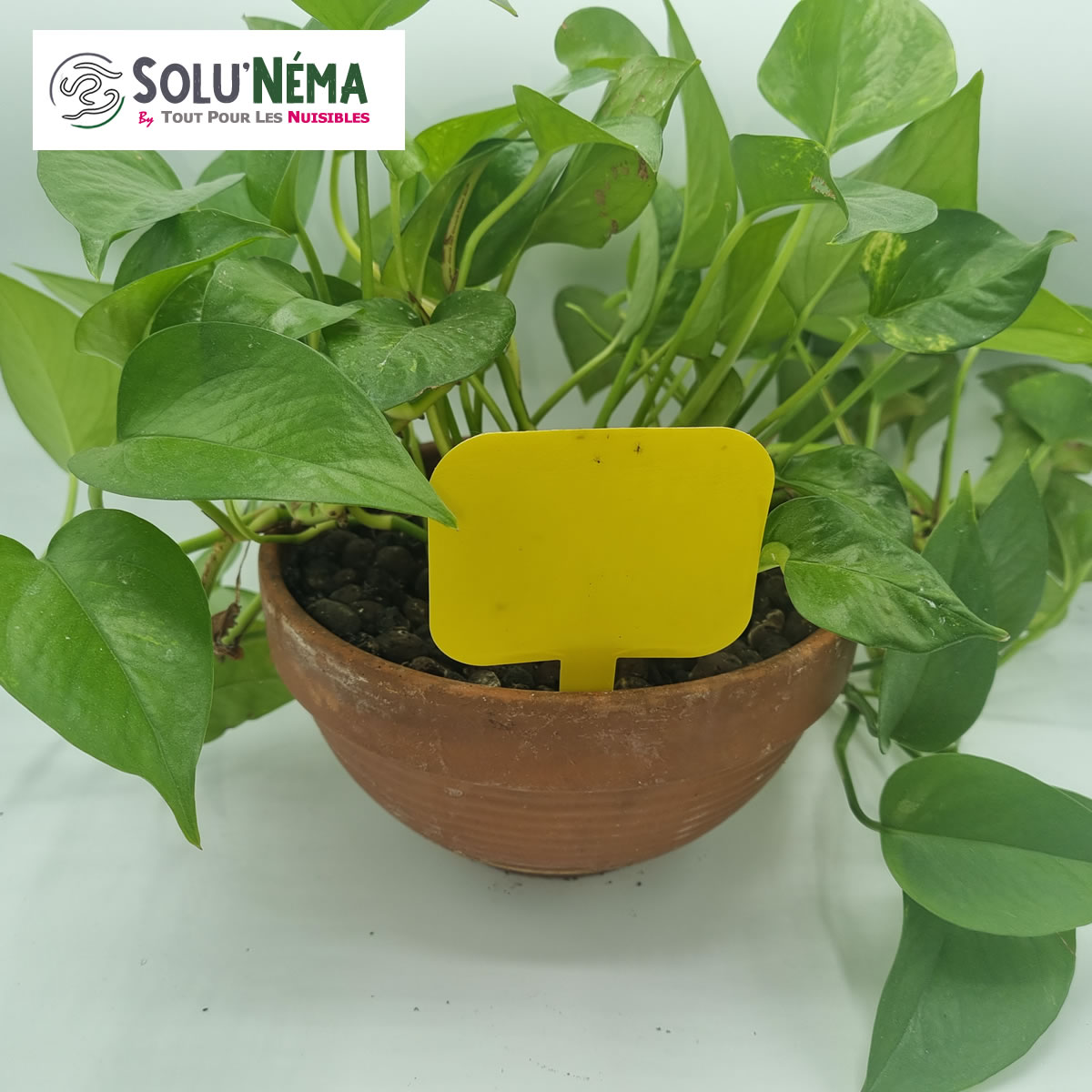 Piège collant jaune à insectes XXL : mouche du terreau, moucheron pour ...